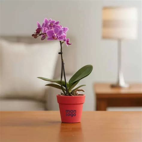 Orchidee Personnalisable En Pot Colore Orhidee Maison And Bien être Objetrama