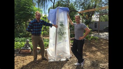 How to Frost Protect Your Tropical Fruit Trees - YouTube