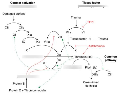 Hematology Lecture 2 Diagram Quizlet