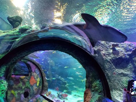 Sea Life Michigan Aquarium Auburn Hills Mi Information Tickets And