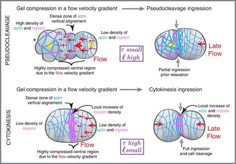 Figures And Data In Cortical Flow Aligns Actin Filaments To Form A Furrow Elife