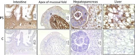 Figure 2 From Localization Of Pufferfish Saxitoxin And Tetrodotoxin