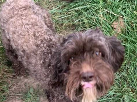 Stunning Cockapoo Girl Still Available In Heathfield Tn21 On Freeads Classifieds Cockapoos