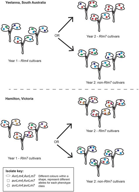 representation of different selection regimes and the impact on genetic