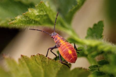 A Colourful Young Maple Bug R Wildlifephotography