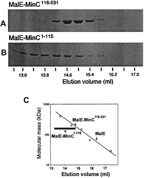 The C Terminal And N Terminal Domains Of Minc Promote Oligomer