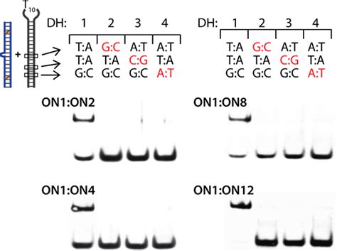 Impact Of Non Nucleotidic Bulges On Recognition Of Mixed Sequence Dsdna By Pyrene Functionalized