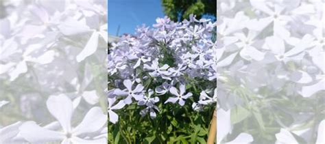 Флокс растопыренный,примула купить во Владимире | Товары для дома и ...