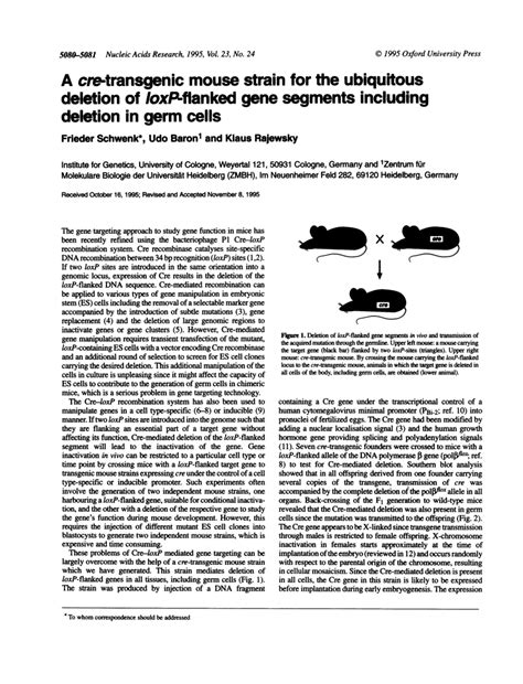 Pdf A Cre Transgenic Mouse Strain For The Ubiquitous Deletion Of Loxp Flanked Gene Segments