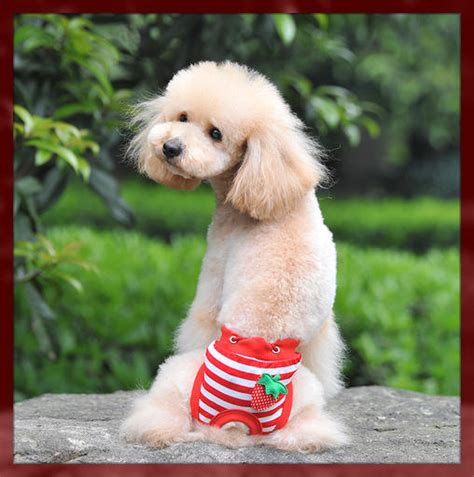 Ropa Interior Para Perros Ideas Geniales Imágenes De Ropa Para Perros
