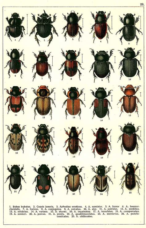 117 Best Images About BeeTLeS On Pinterest Vintage Taxidermy Display And Longhorn Beetle