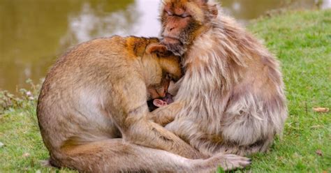 Nation State Cyber Threats Attribution And Countermeasures