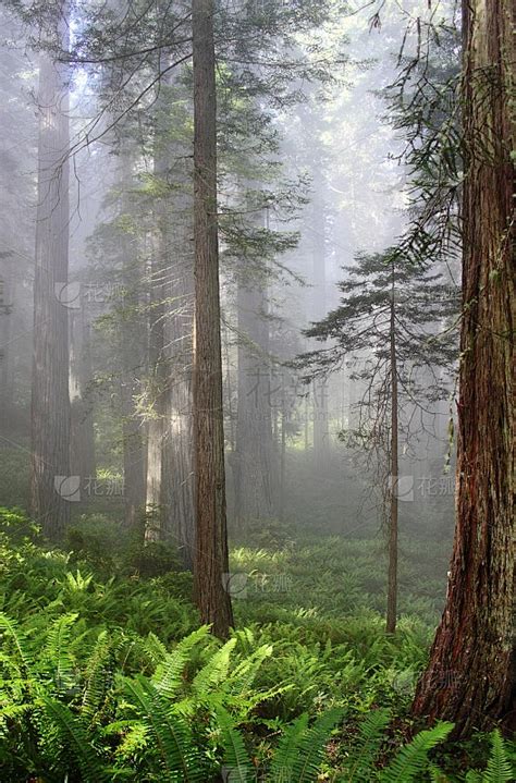 清晨的薄雾穿过加州红杉的树枝素材 花瓣网