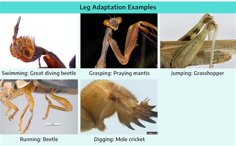 Class Insecta Examples