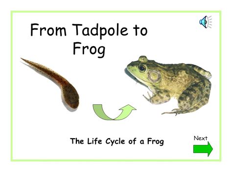 Tadpole To Frog Clipart Eating