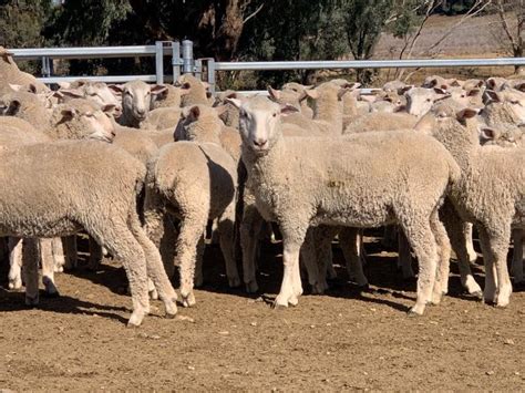 Lot 179 180 Mixed Sex Lambs Auctionsplus