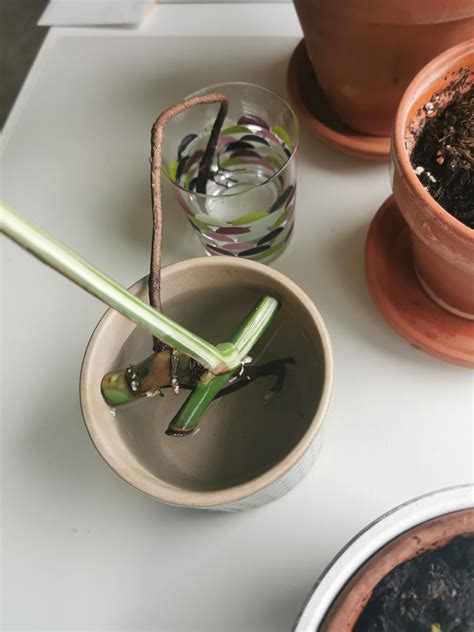 Monstera Propagation Question R Monstera
