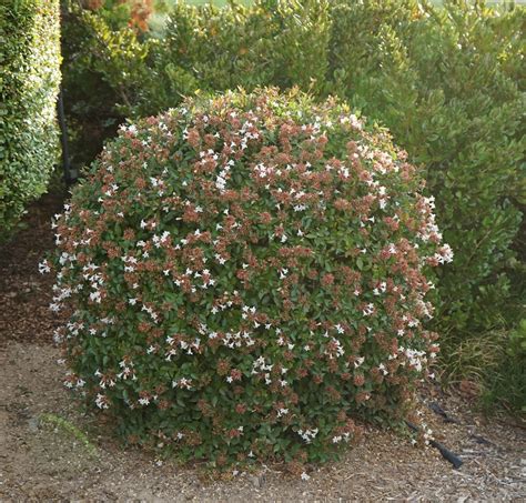 Abelia Nana Dwarf 8 Pot Hello Hello Plants