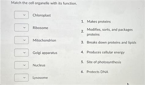 solved match the cell organelle with its