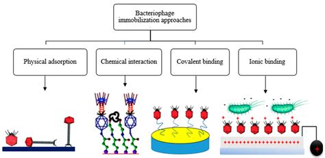 Bacteriophage Based Biosensors A Platform For Detection Of Foodborne