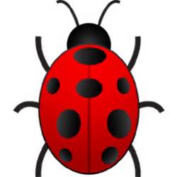 Bug PNG 2 PNG All