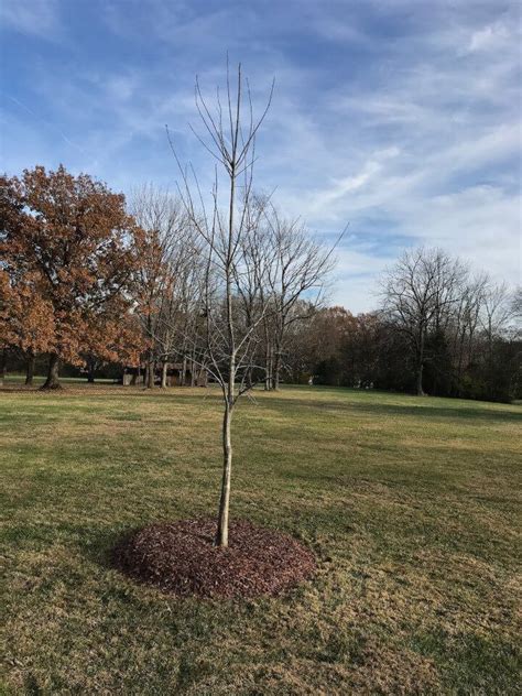 How To Plant A Tree Part 4 Getting Your Hands Dirty Nashville Tree Conservation Corps