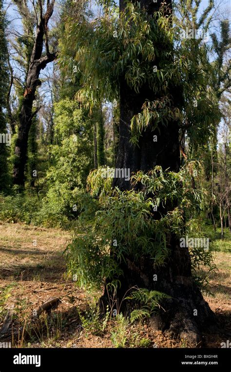 Fire Damaged Trees Showing New Growth A Year After A Bushfire Stock Photo Alamy