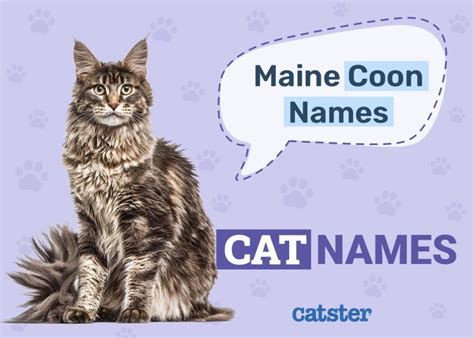 120 Brother And Sister Cat Names For Feline Sibling Pairs Catster