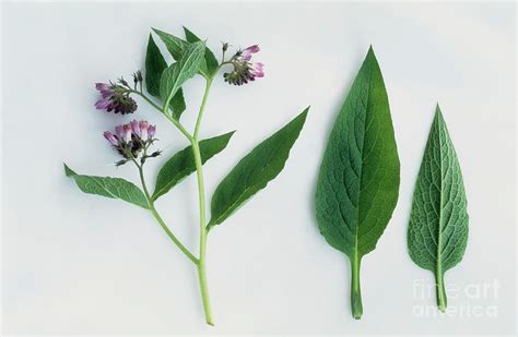 Comfrey Leaf
