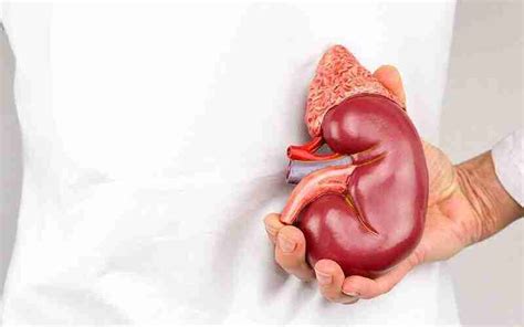 Creatinemia E Creatinina Cosè Come Si Misura E Quali Sono I Valori