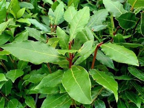 Laurus Azorica Seub Franco Azores Laurel World Flora Pl Ntnet Identify