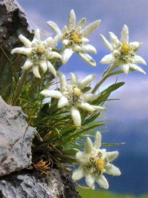 Stelle Alpineedelweis Edelweiss Flower Alpine Flowers Exotic Flowers
