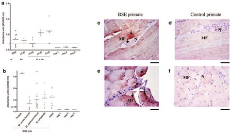 Detection And Localization Of Prp Tse In Muscles Of Macaques Infected Download Scientific