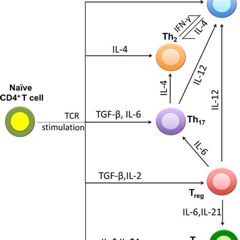 Structure Of Tlr3 Dsrna A Ribbon Structure Of Tlr3 Dimer Colored