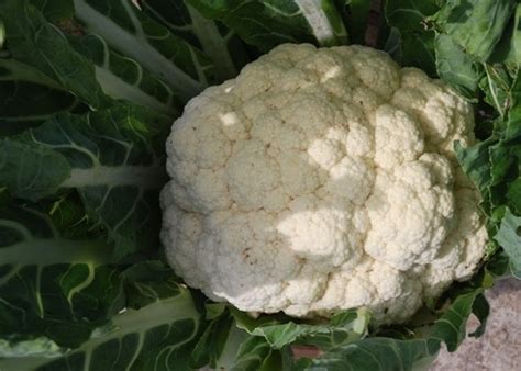 Organic Cauliflower Skywalker F1 Tamar Organics