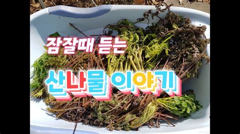 잠잘때듣는 산나물 이야기 Youtube