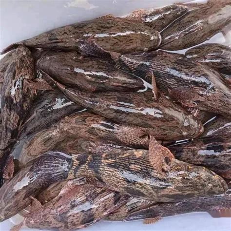 丑怪小黑鱼现身！广东一河道出现大量黑鱼群，肉质鲜嫩却没人敢吃 知乎