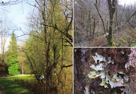 Subpopulation Bertiz 1 Navarra A Tree Where Pseudocyphellaria Aurata Download Scientific