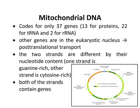 Mitochondria And The Production Of Atp The Structure Of Mitochondria Ppt