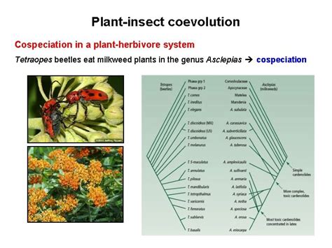 Eeob 400 Lecture 15 Coevolution Coevolution What Is