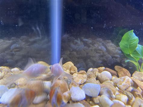 How Do I Tell Goldfish Sex Rgoldfish How Do I Tell Goldfish Sex Rgoldfish