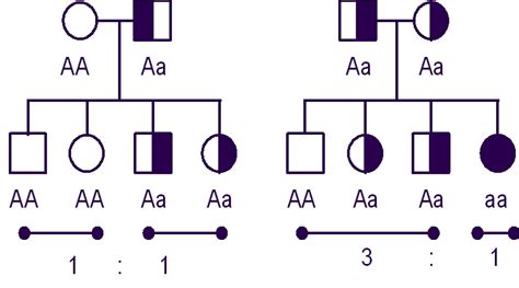 Visualizing Inheritance Patterns Researchgate