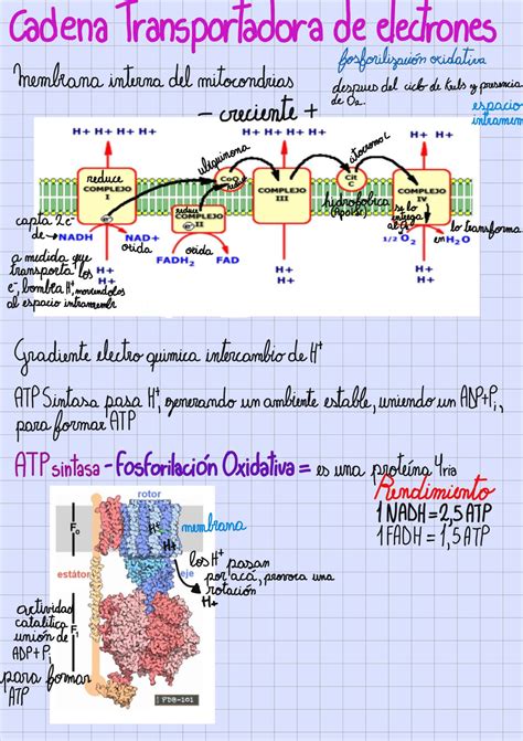 Cadena De Transporte De Electrones Y Fosforilación Oxidativa