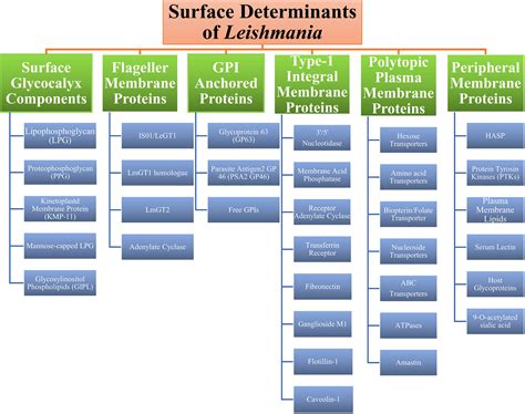 Leishmania Tropica Labeled