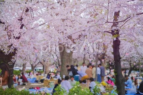 お花見 No 25634053｜写真素材なら「写真ac」無料（フリー）ダウンロードok