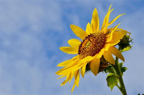 해바라기 꽃 여름 Pixabay의 무료 사진 Pixabay