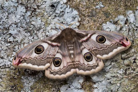 Emperor Moth Female Stock Image C042 5736 Science Photo Library