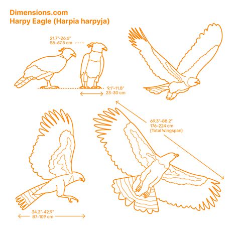 Barn Owl Tyto Alba Dimensions And Drawings Barn Owl Tyto Alba Dimensions And Drawings