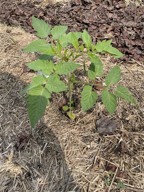 Identifying Determinate Vs Indeterminate Tomatoes Rvegetablegardening