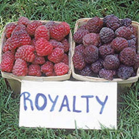 Royalty Purple Raspberry Plants Johnnys Selected Seeds
